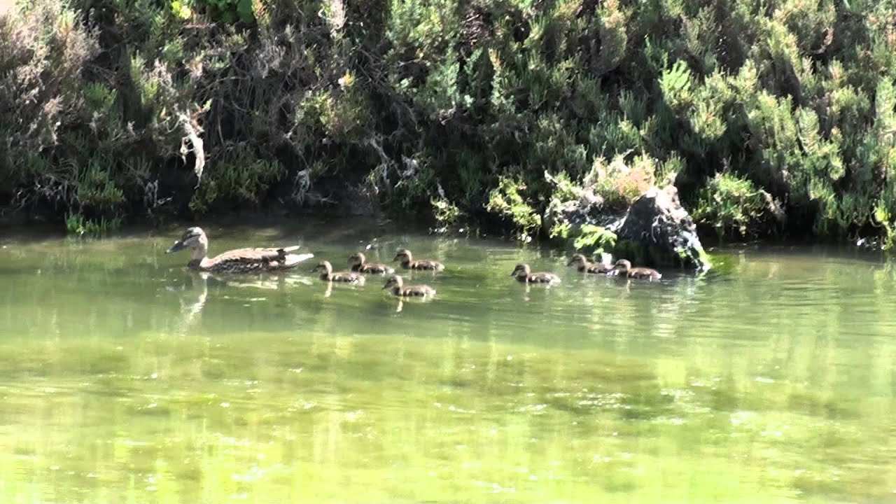 pato comun (Anas platyrhynchos) - YouTube