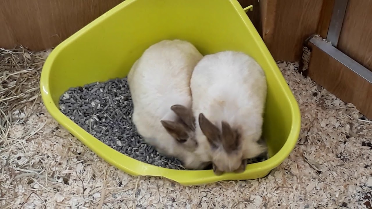 Rabbits at a pet shop - YouTube
