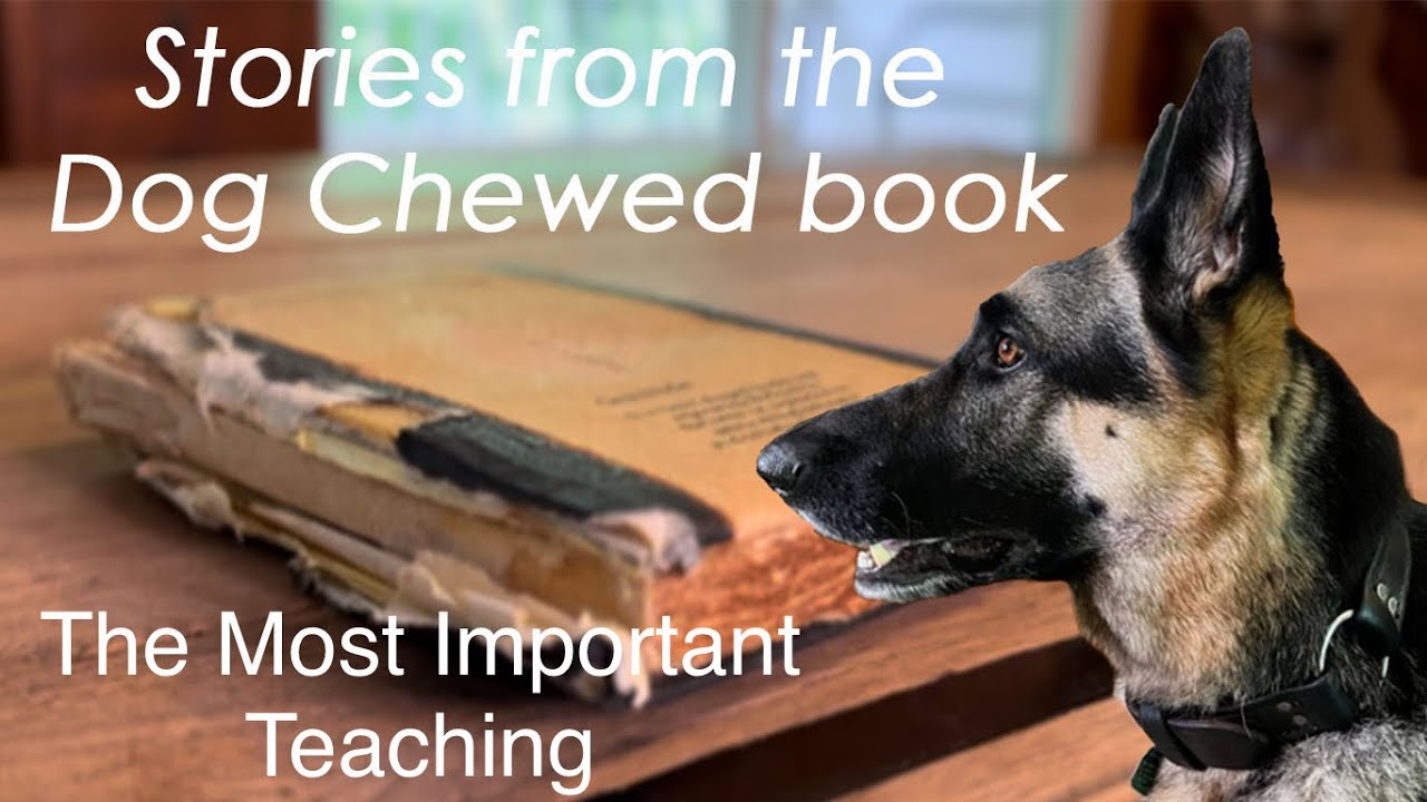 The Dog Chewed Book No.3/The Most Important Teaching 狗啃禅书/最重要的法 - YouTube