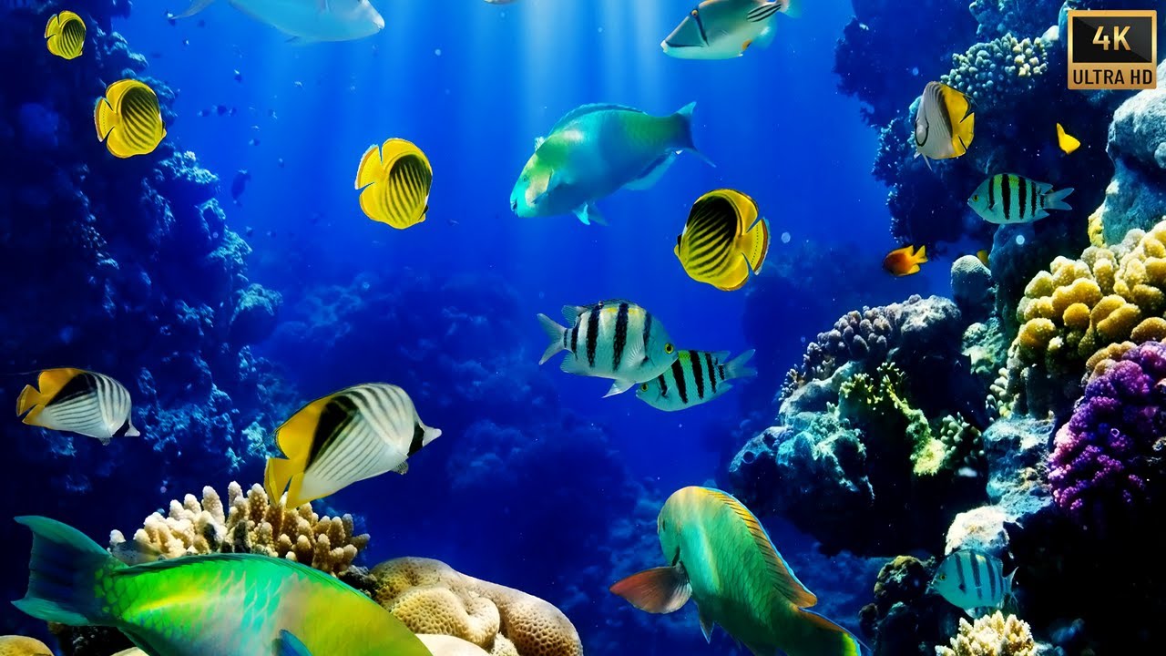 ASMR Harmony: Fish Aquarium - Perfect Sounds for Relaxation and Zoning ...