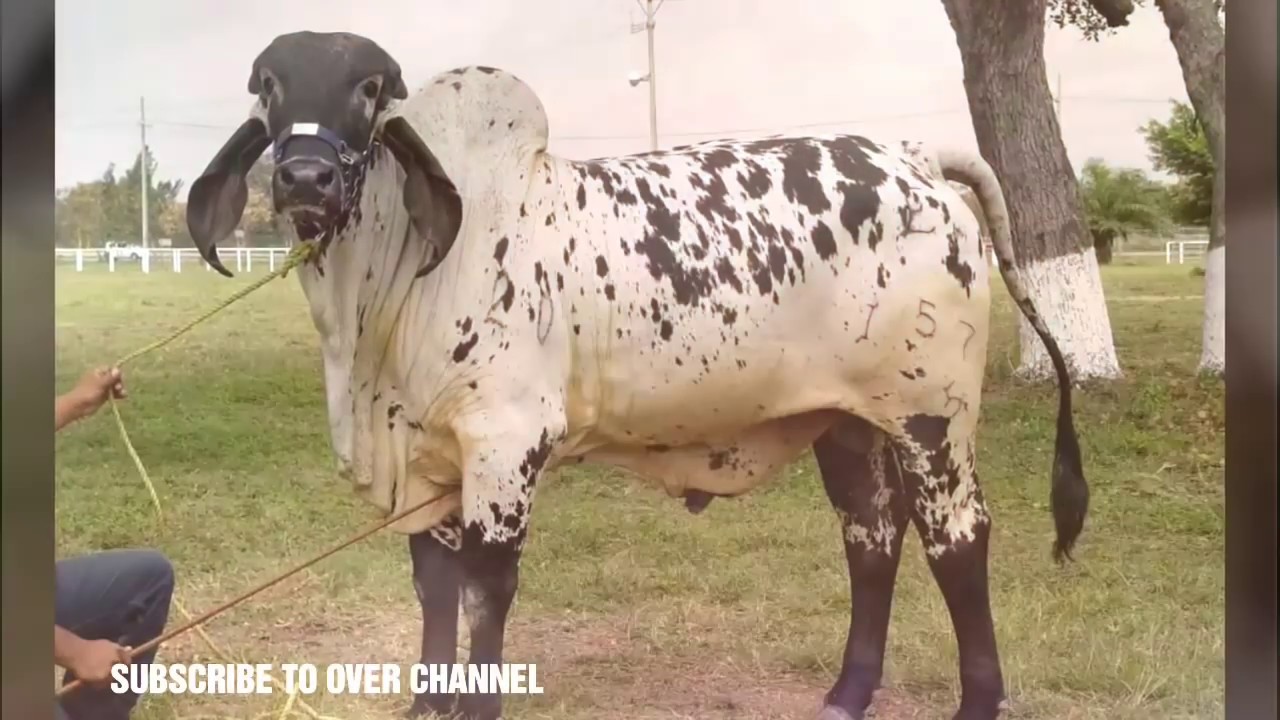 GIR GAUMATA IS WORLD BEST GIR GAUMATA - YouTube