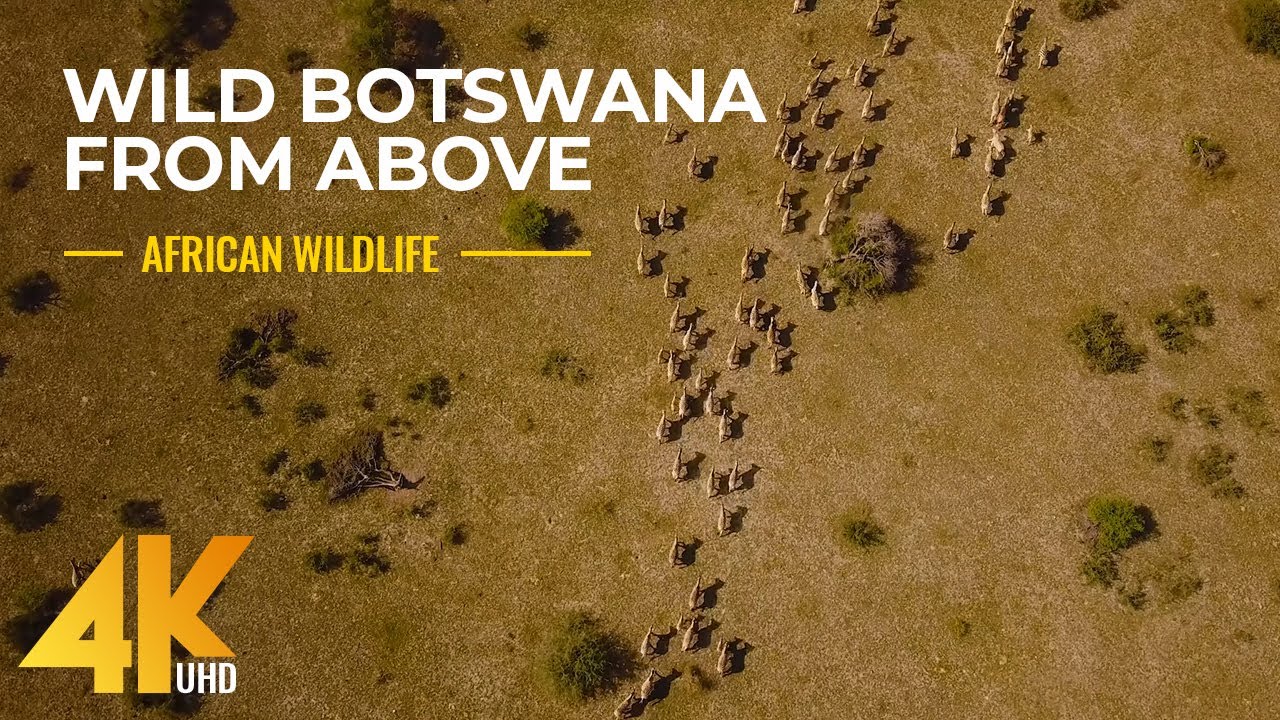 Incredible Aerial Footage of African Wildlife - Wild Botswana in 4K UHD ...