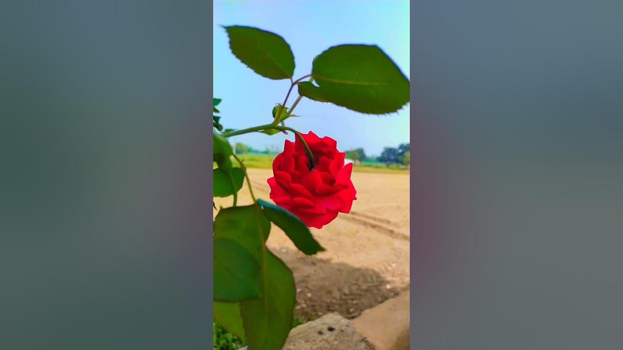 Nattu Nattu YouTube nattu-nattu-youtube