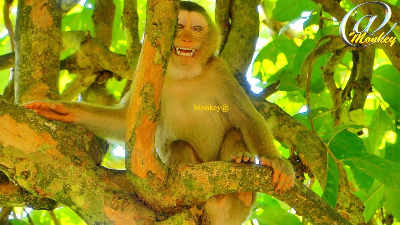 OMG..! Little monkey SARO is very scared of the big man monkey and ...