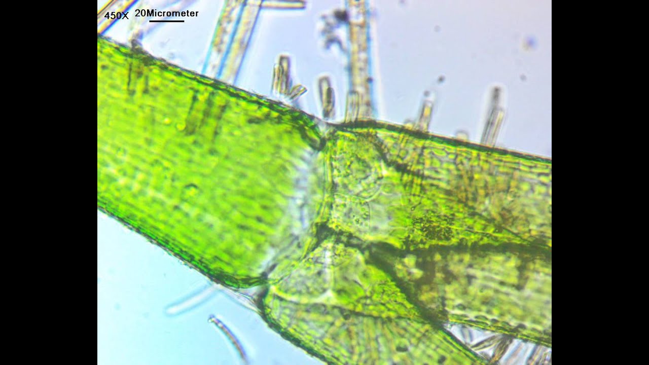 Nitella Microscope
