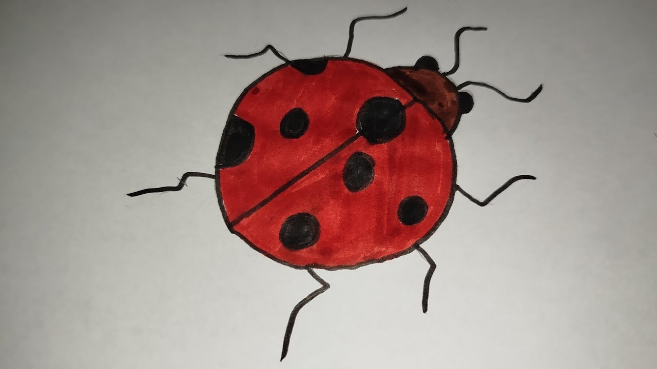 How to draw a Ladybug 🐞 | kindergarten | preschool learning - YouTube