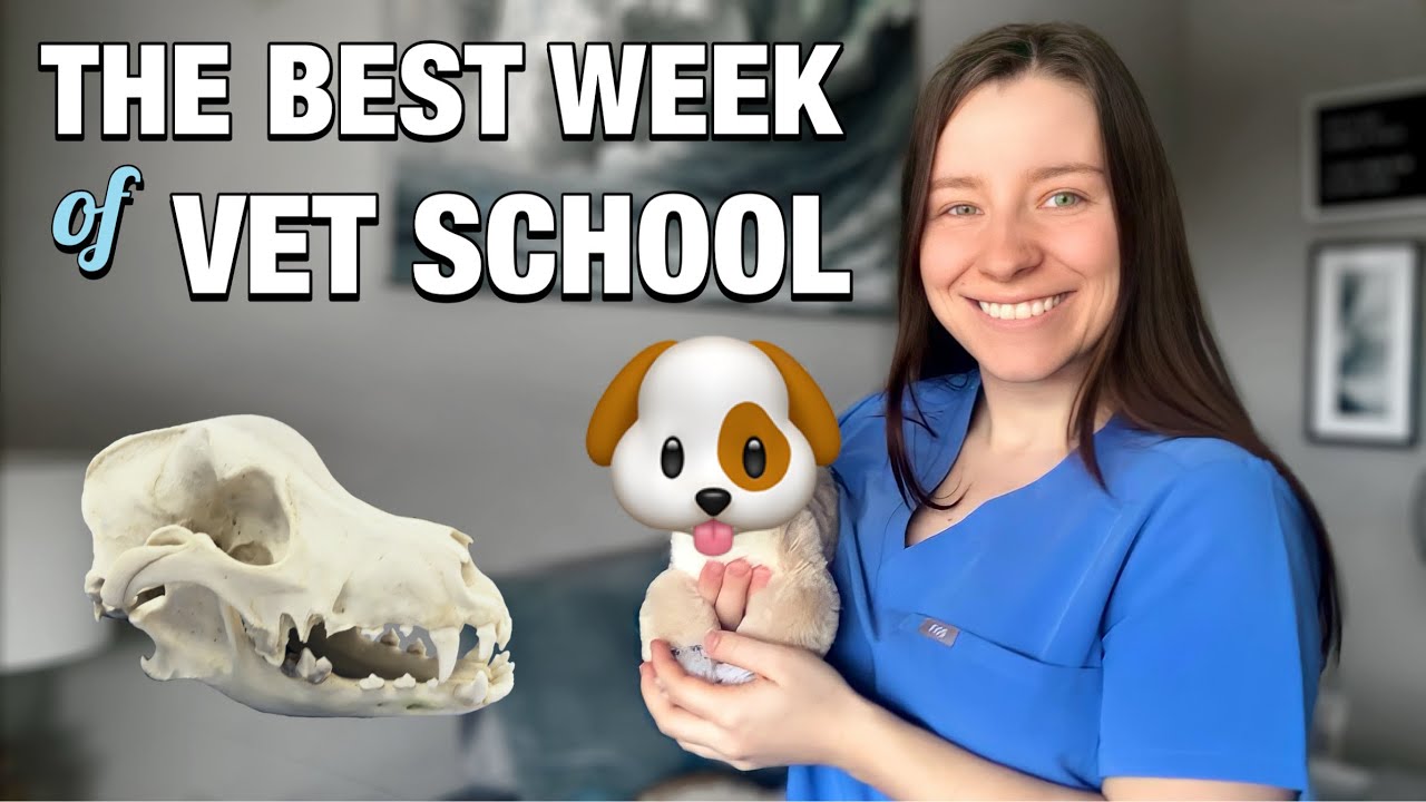 WEEK IN THE LIFE OF A VET STUDENT: so many labs + a final! - YouTube