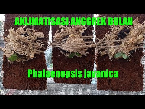AKLIMATISASI ANGGREK BULAN - Phalaenopsis javanica - YouTube