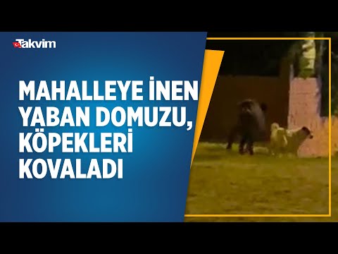 Mahalleye inen yaban domuzu, köpekleri kovaladı