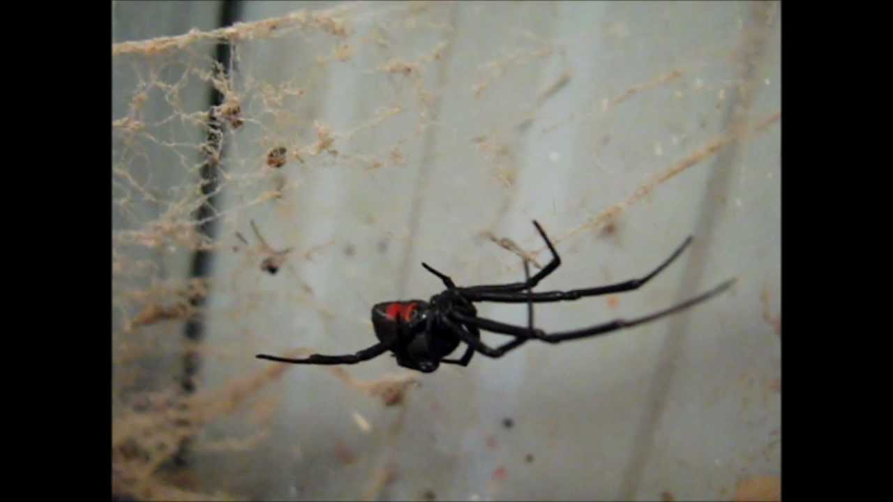 Australian Redback Spider _ - YouTube