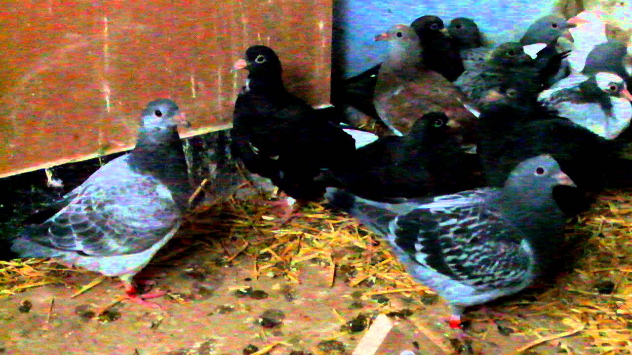 racing pigeons 2012 babies - YouTube
