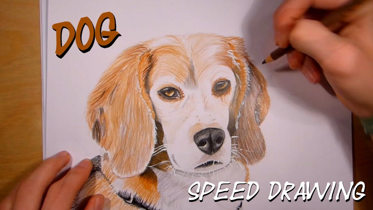 Dog - speed drawing | Tobi2509 - YouTube