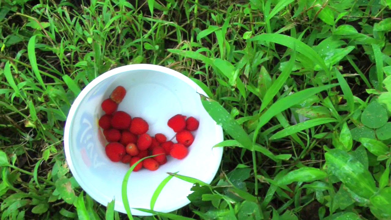 Picking Wild Raspberries in Hawaii | Video - YouTube