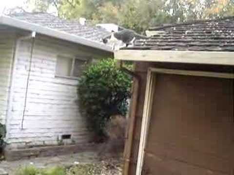 Cat Jumping Off a Roof - YouTube