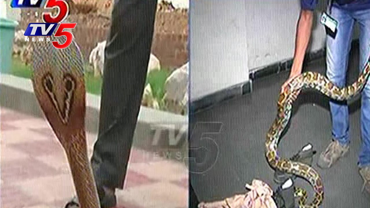 Snake Terrorise Tirumala Devotees | Python Hulchul In Banjara Hills Police Station | TV5 News ...