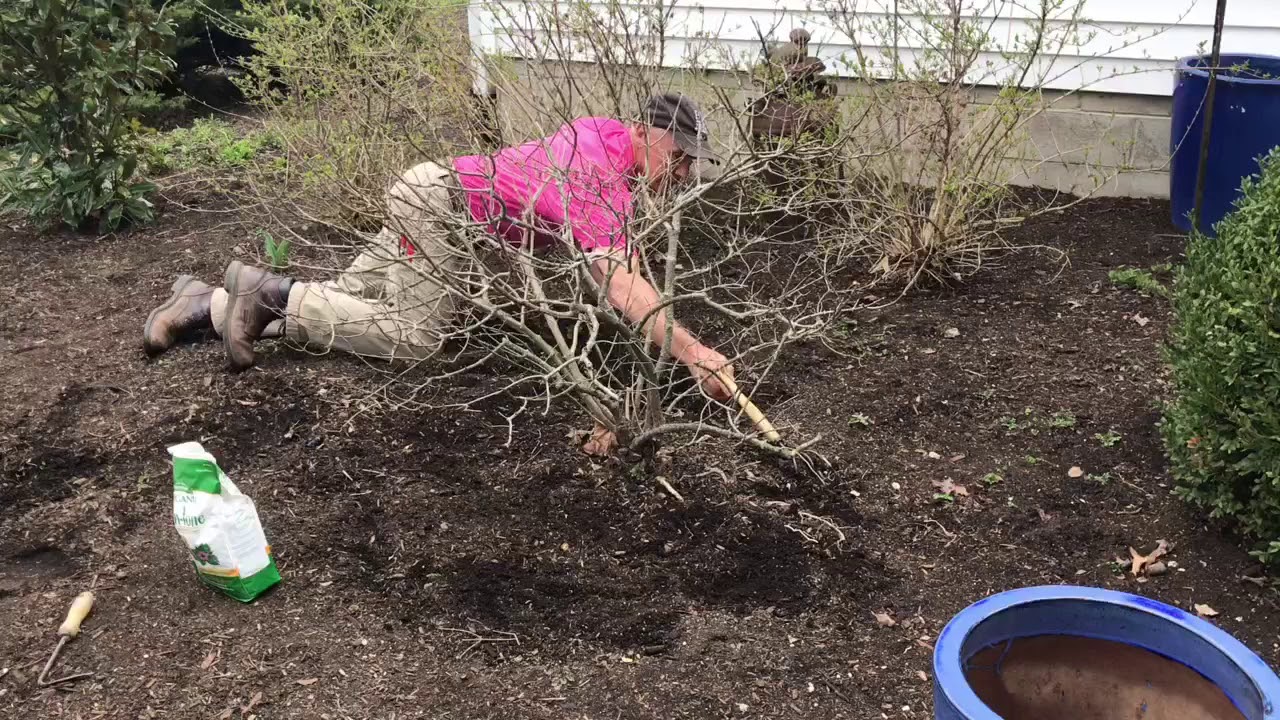 Fertilizing Shrubs and Perennials - YouTube