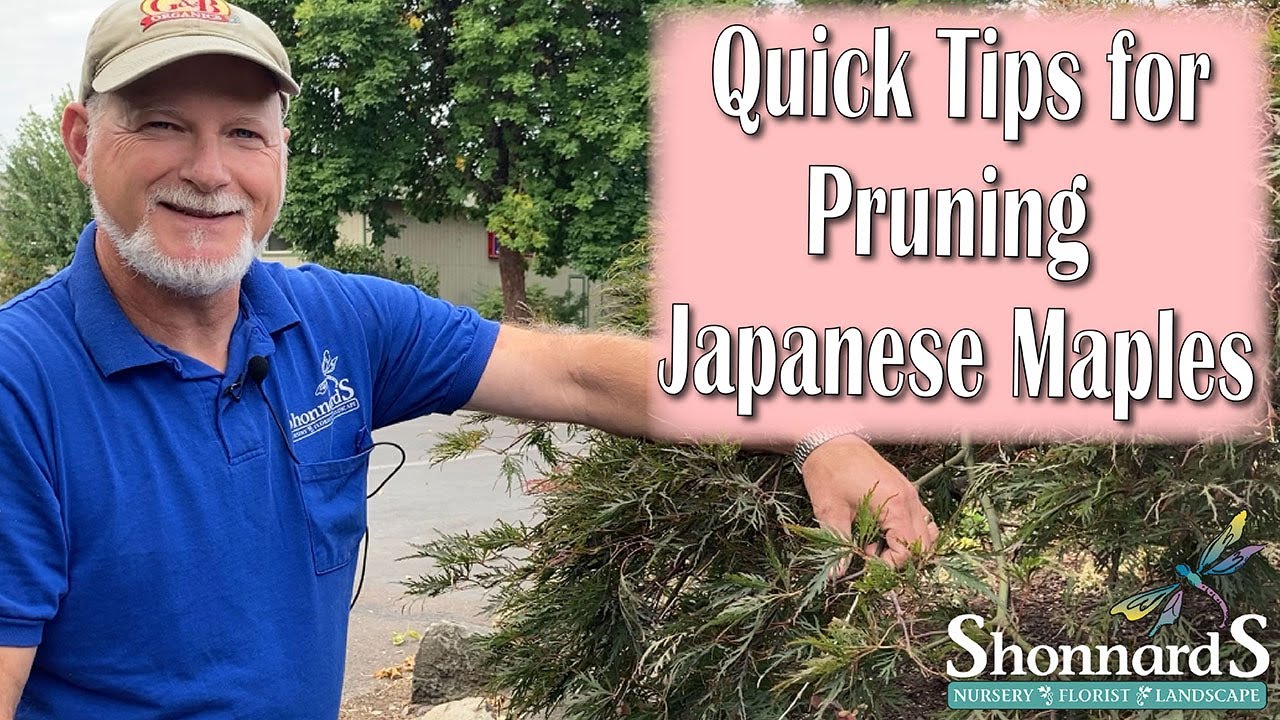 Japanese Maple Pruning Basics - YouTube
