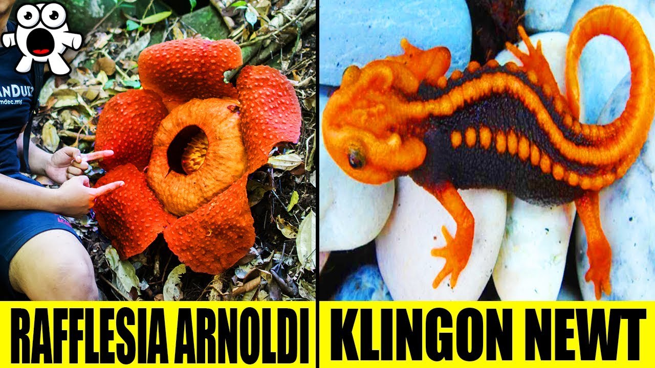 Extraordinary Jungle Discoveries That Are Simply Amazing - YouTube