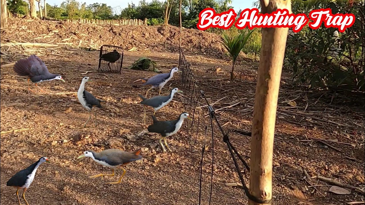 How To Hunting Wild Birds|Best Hunting Trap| - YouTube