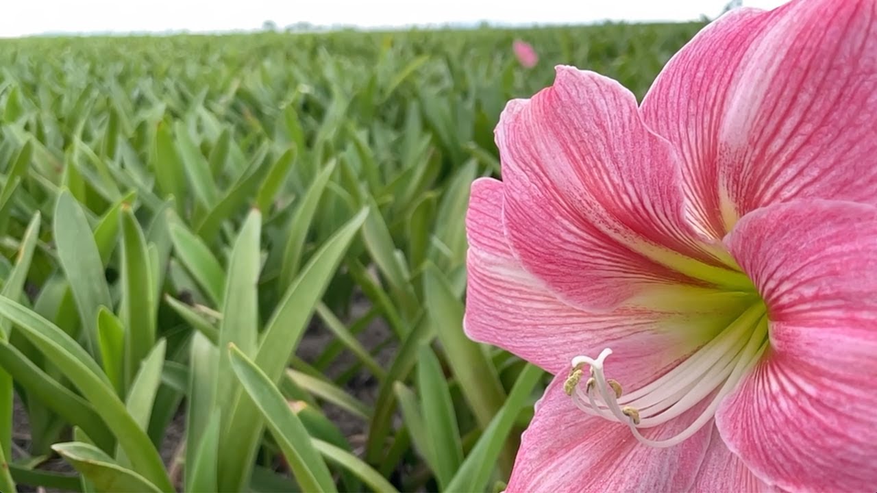 Hadeco's Growing Season 2022 - YouTube