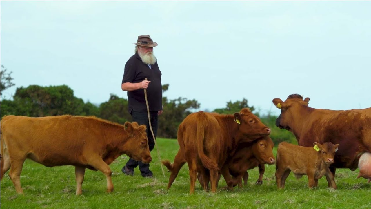 Ocado Dexter Beef Farm Video - YouTube