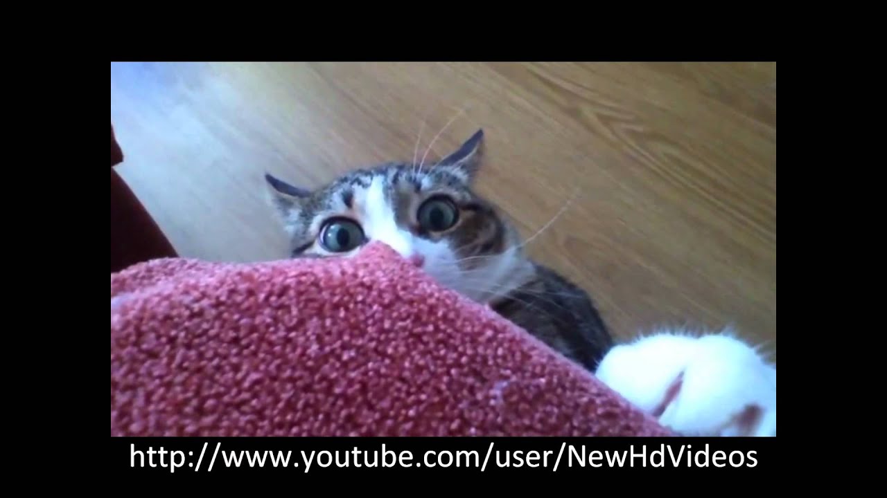 Freaked out cat - YouTube