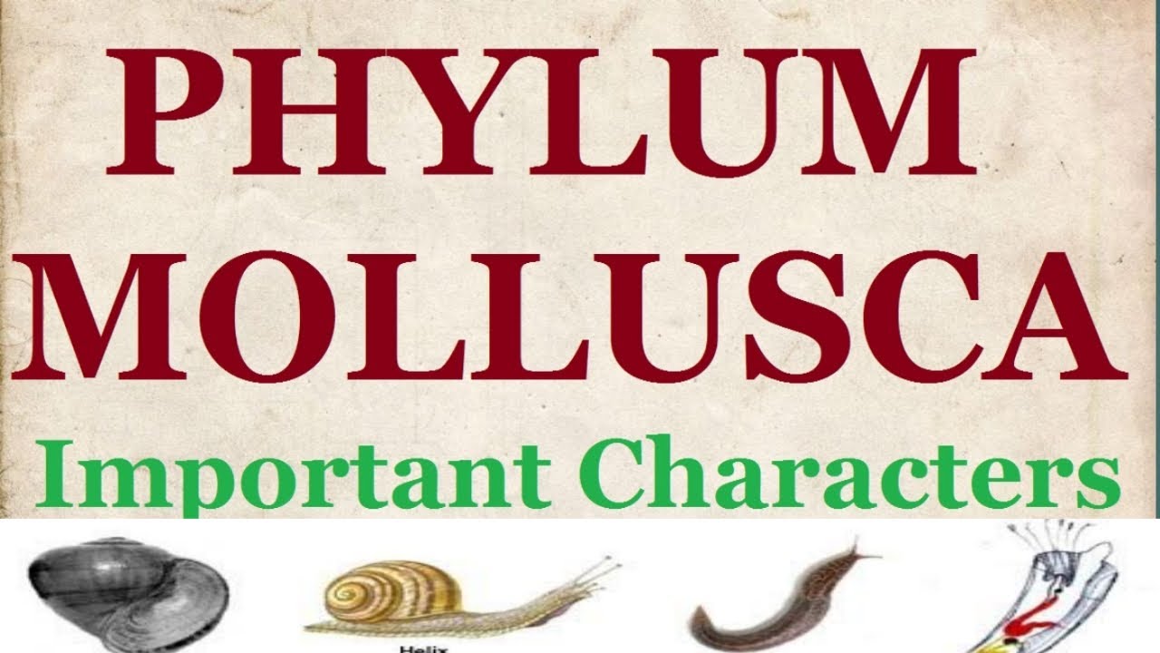 Kingdom Animalia - Phylum Mollusca, Important Characters, Pila, Sepia ...