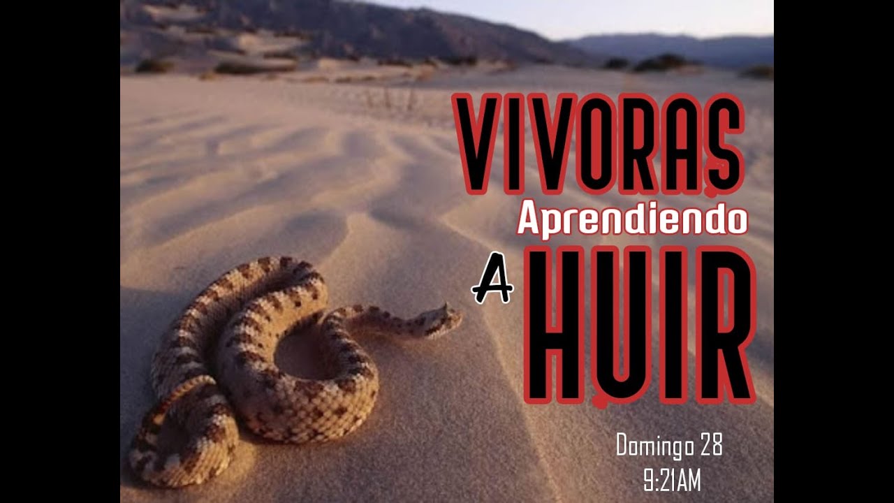 Vivoras Aprendiendo a Huir - YouTube