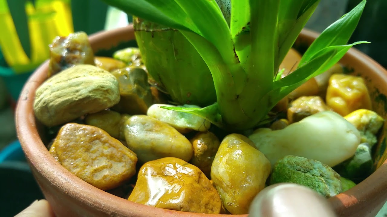 GRCYM. Memorial Nathan Newman 'NN" division bulb update - YouTube