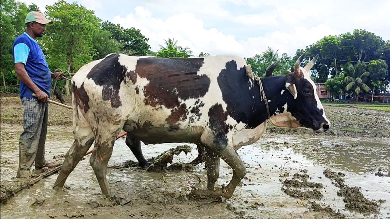 Country Bullock Leveled Muddy Paddy Land || Cow Ploughing Agriculture ...