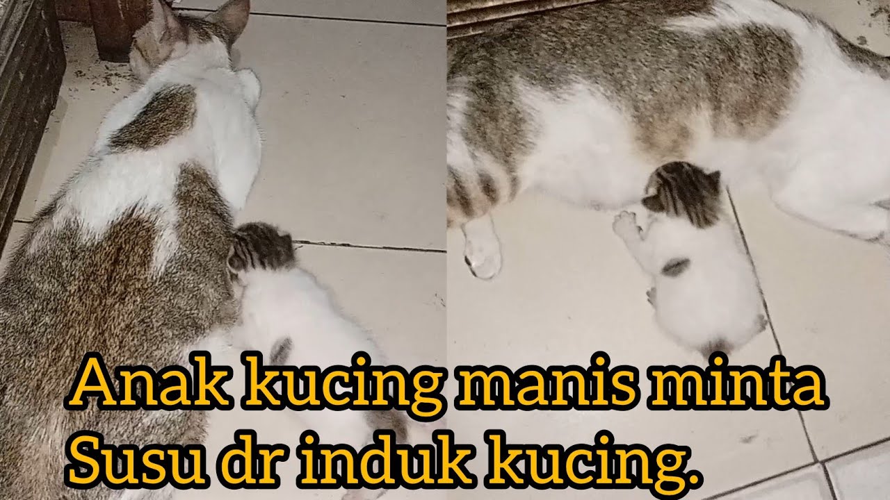Bayi kucing manis minta susu dari induk kucing. - YouTube