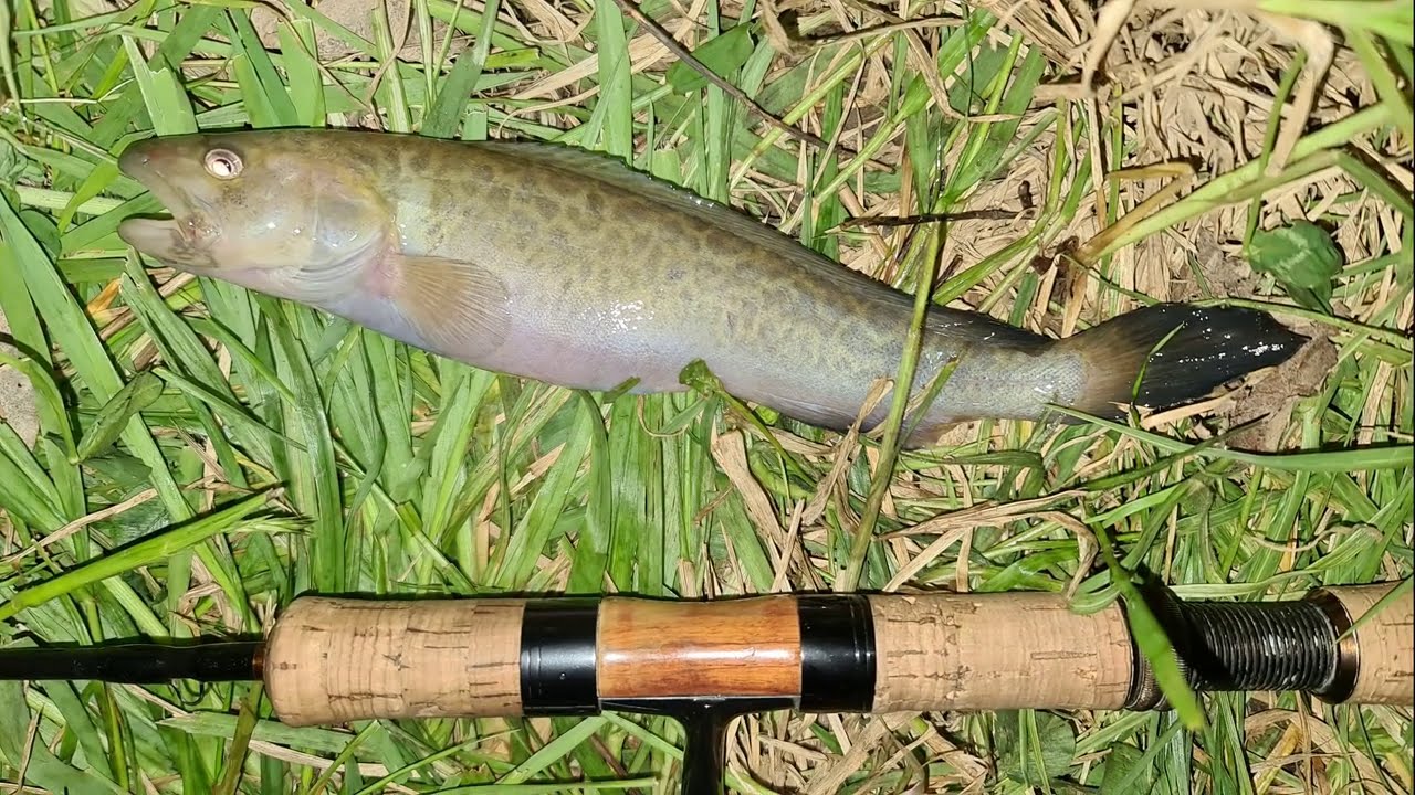 Night fishing for blackfish - YouTube