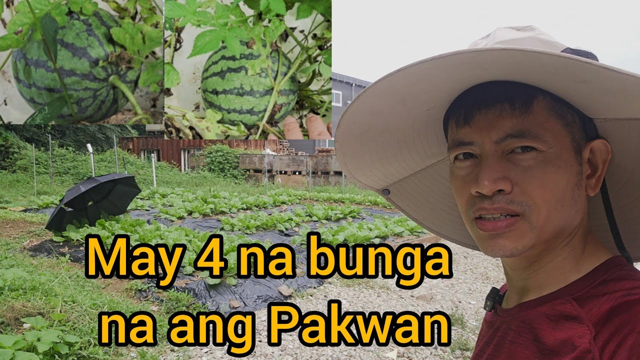 May 4 na bunga na ang Pakwan....Malamig na!!! - YouTube