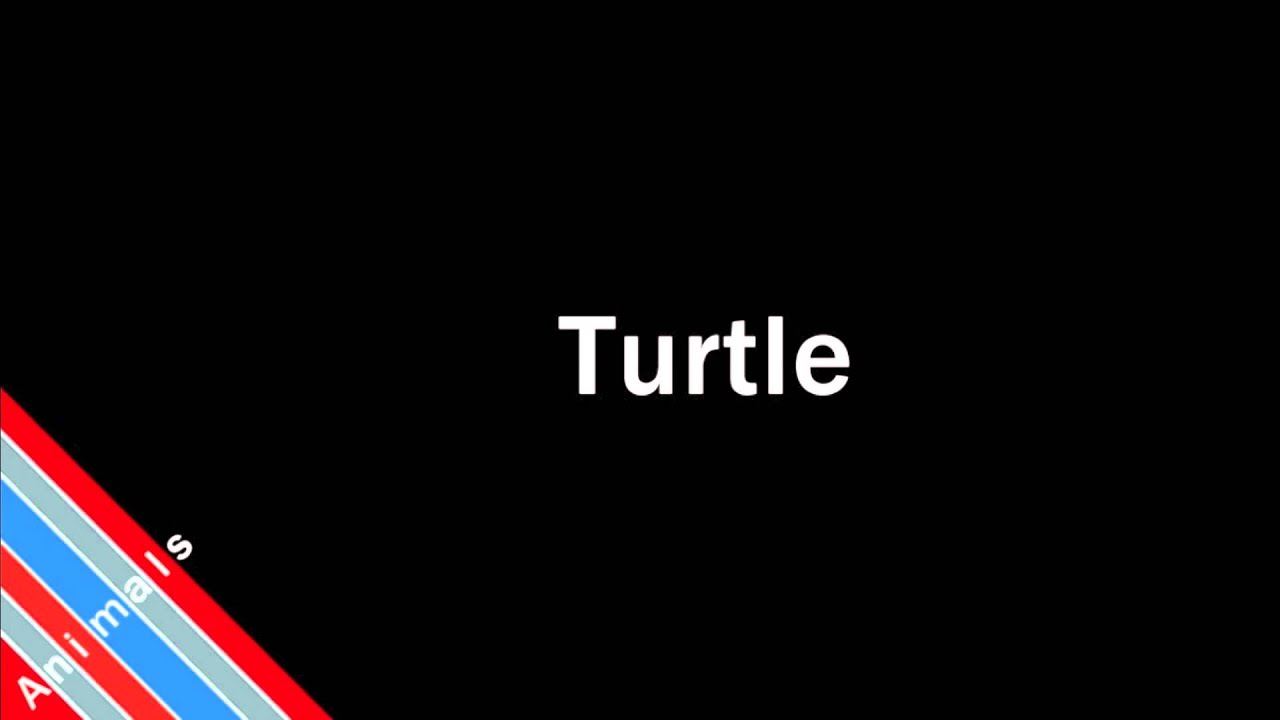 How to Pronounce Turtle - YouTube