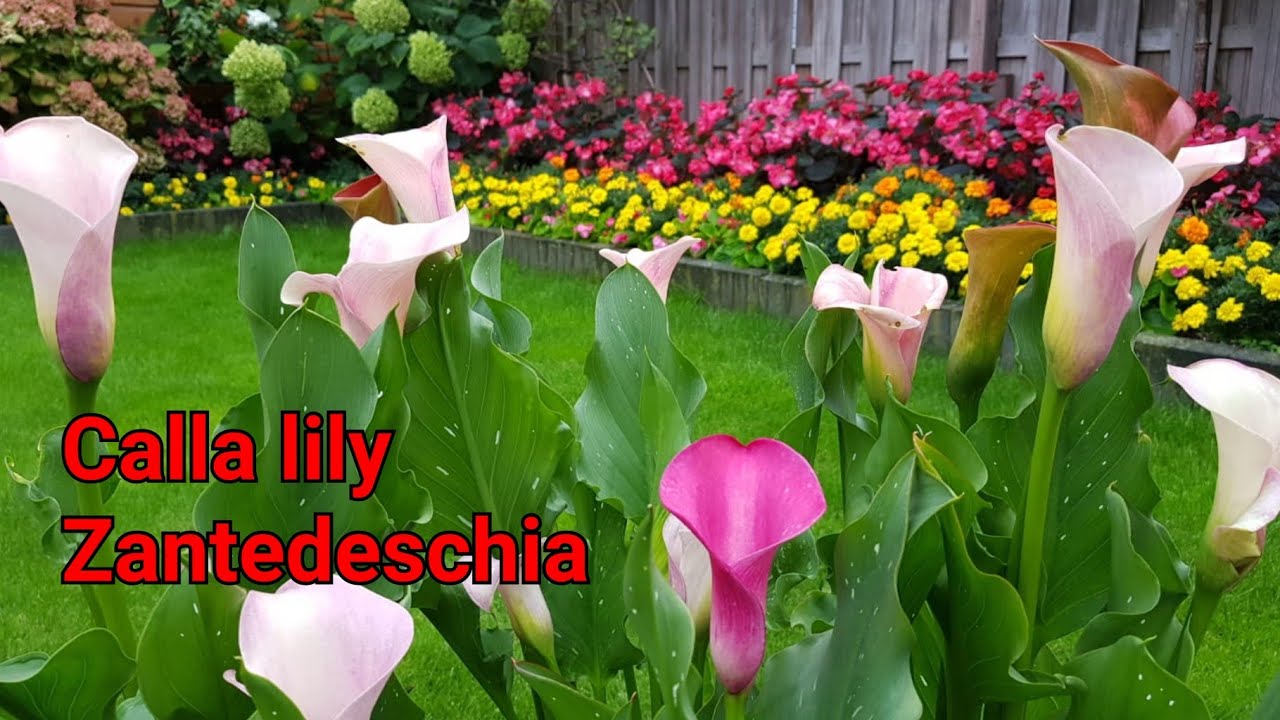 How to plant Calla lily ( zantedeschia ) || Cara menanam bunga calla ...