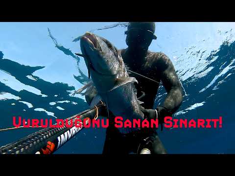 Zıpkınla Balık Avı — Vurulduğunu Sanan Sinarit!