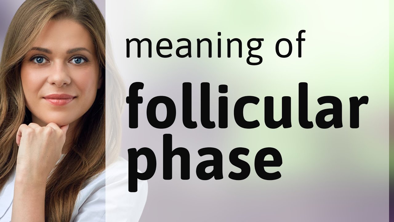 Understanding the "Follicular Phase": A Guide for English Learners ...