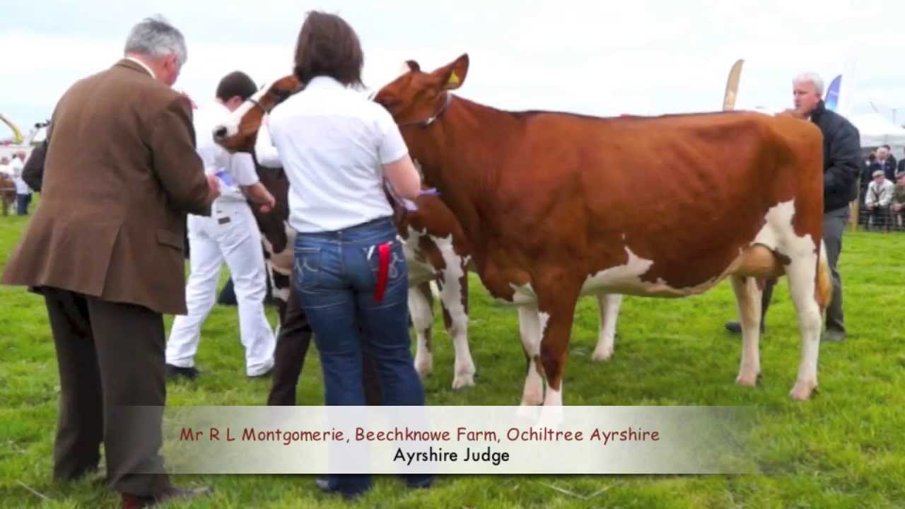 Ayrshires at 2013 Ayr County Show - YouTube
