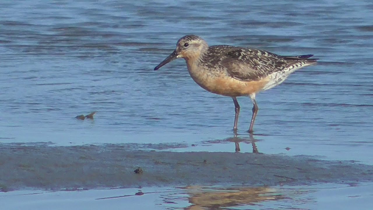 Red Knot. Worn breeding plumage. South Padre Island. - YouTube