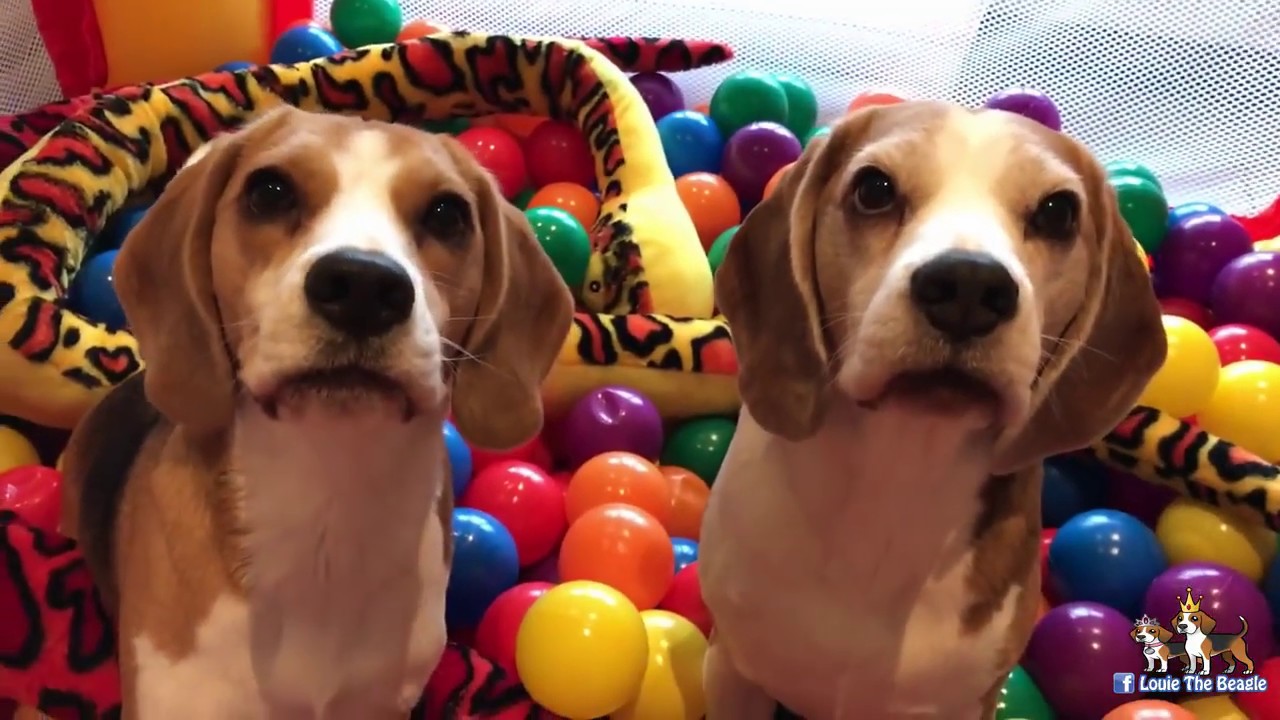 Happy Beagles get Indoor Bounce House Surprise - YouTube