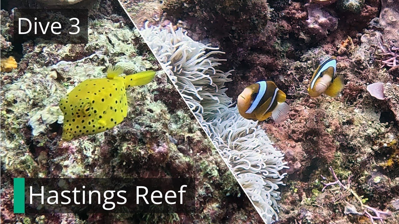 Boxfish & Batfish at Hastings Reef | Dive 3 – Great Barrier Reef ...