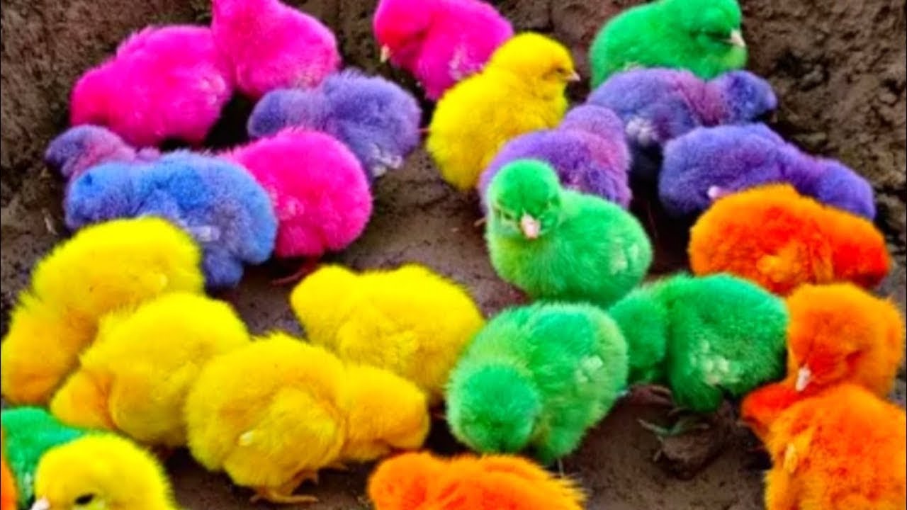 cute chicken breeds,rye neck chicken,rhode island blue chickens,rhode ...