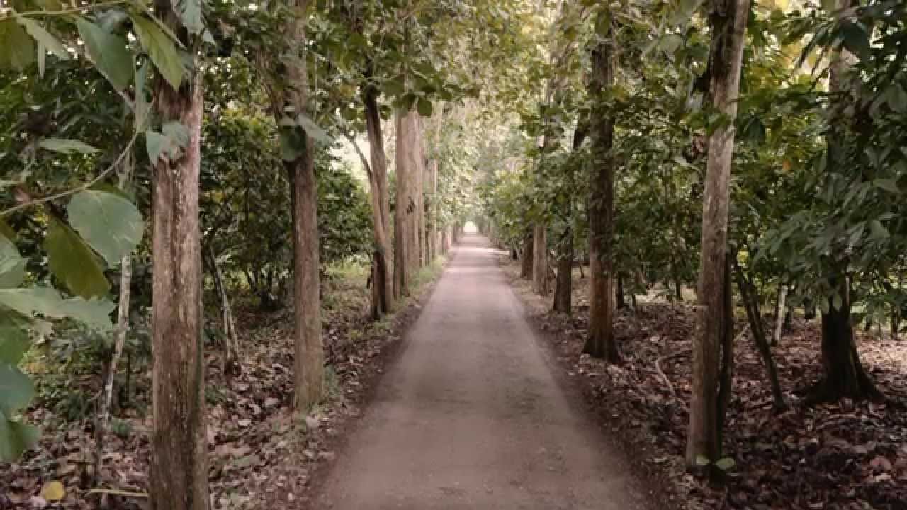 Camino Verde Cacao from Balao, Ecuador - YouTube