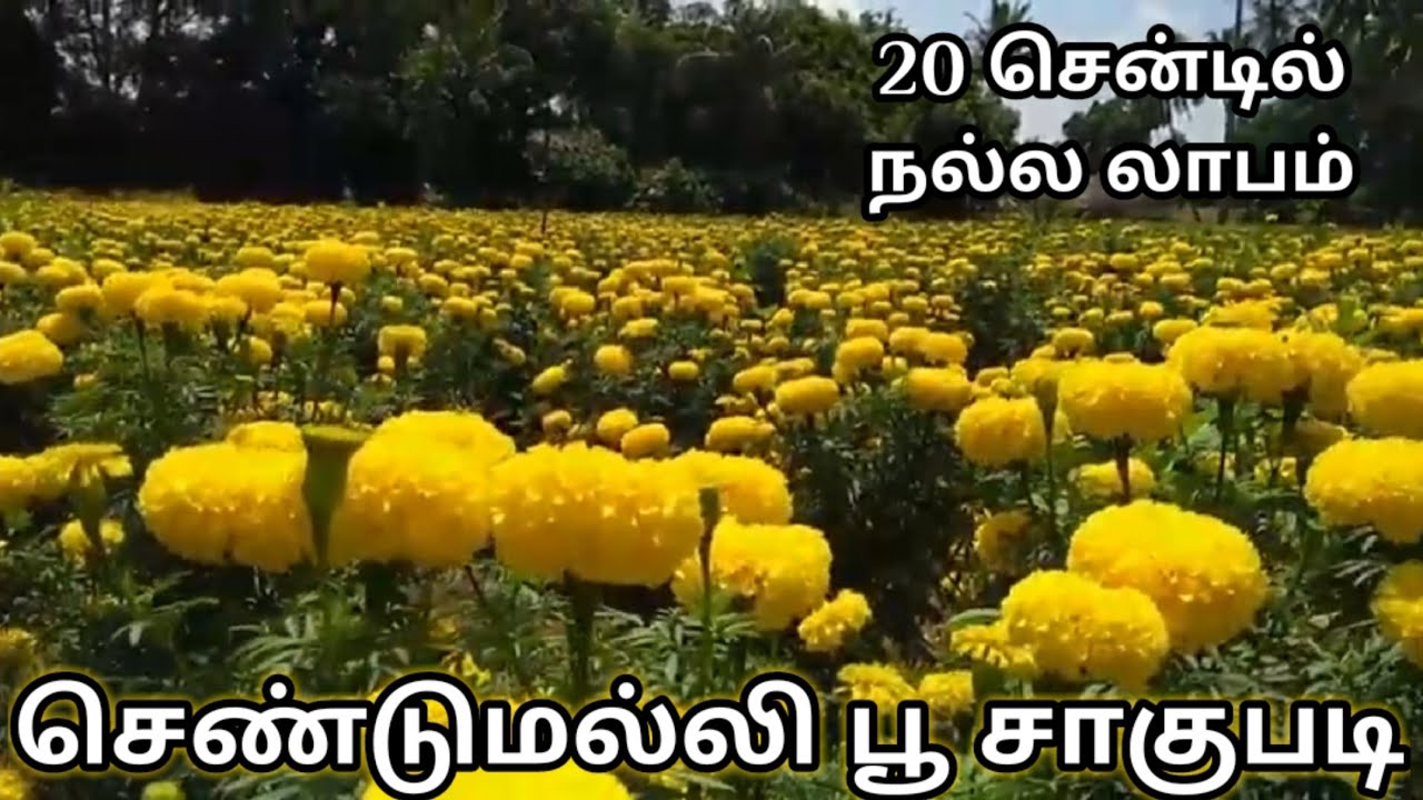 Sendumalli (Samanthi) poo Valarppu/9788545864 /செண்டுமல்லி வளர்ப்பு ...