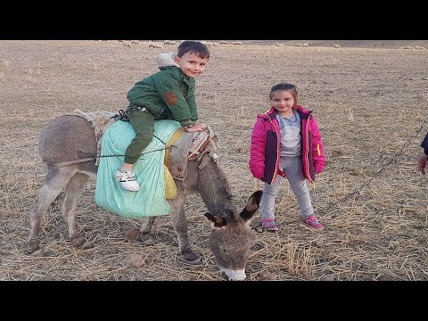 Eymen eşeğe ters bindi Selin düz bile binemedi- Children ride on donkeys | Eğlenceli çocuk videosu