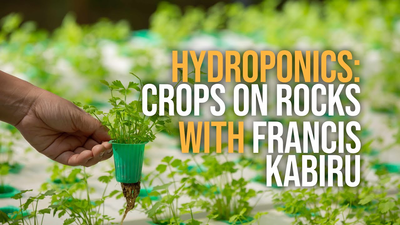 HYDROPONICS CROPS ON ROCKS | FRANCIS KABIRU - Parents Magazine - YouTube