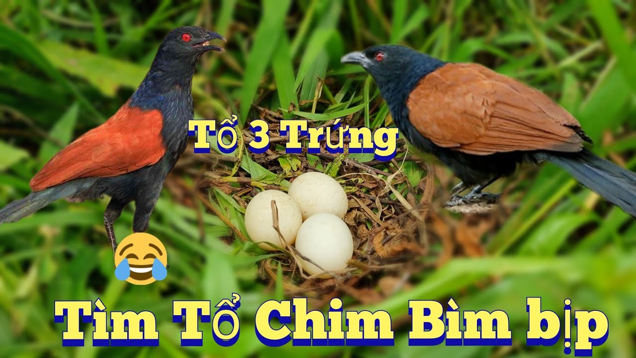 Đánh Du Thuyền Tìm Tổ Chim Bìm bịp Gặp Tổ 3 Chứng Và Nhân giống cá ...