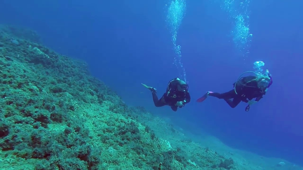 le sar le poisson adoré des pecheurs - YouTube