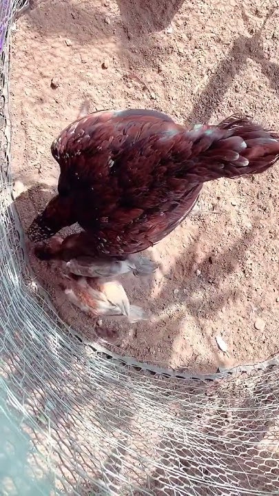 Qaib C4 son x White LA - YouTube