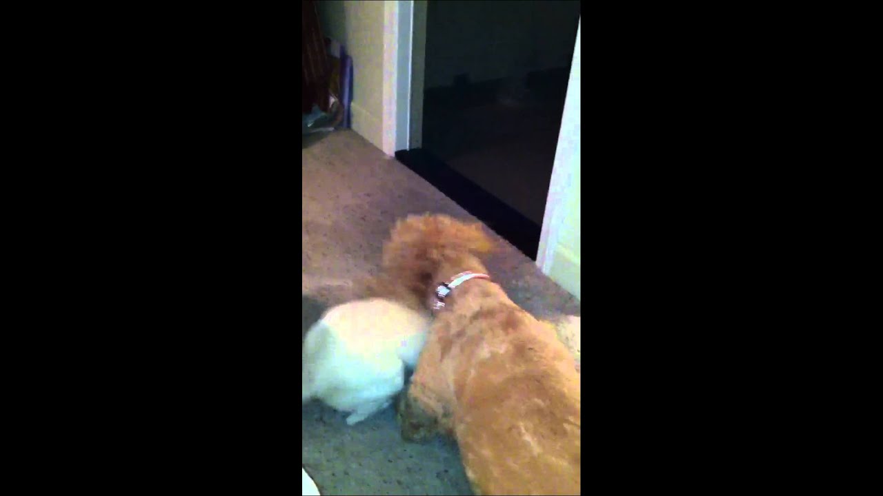 Dog on Dog MMA Fighting Caught On Camera - YouTube